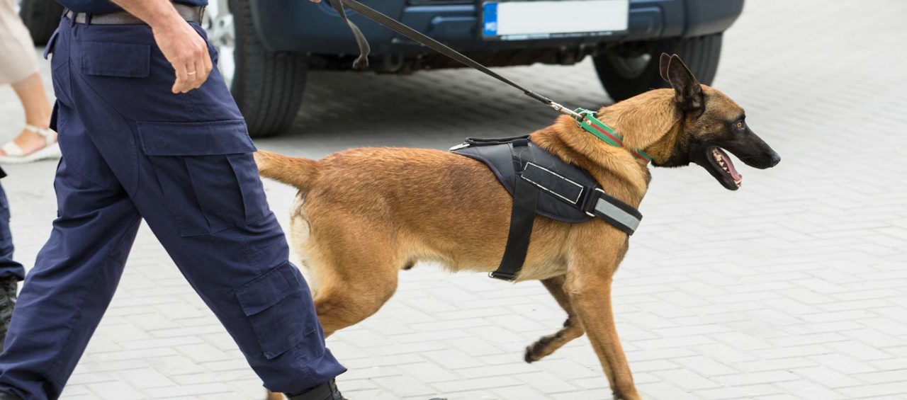 Agent de sécurité cynophile : Missions et compétences